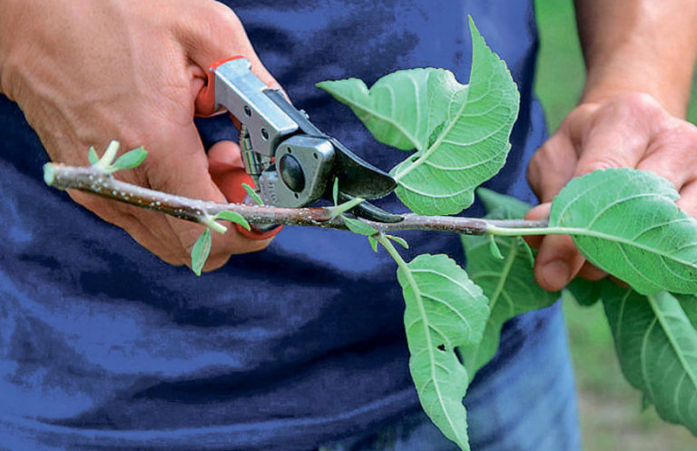 Apple Tree Grafting: How To Do Oculation In Autumn