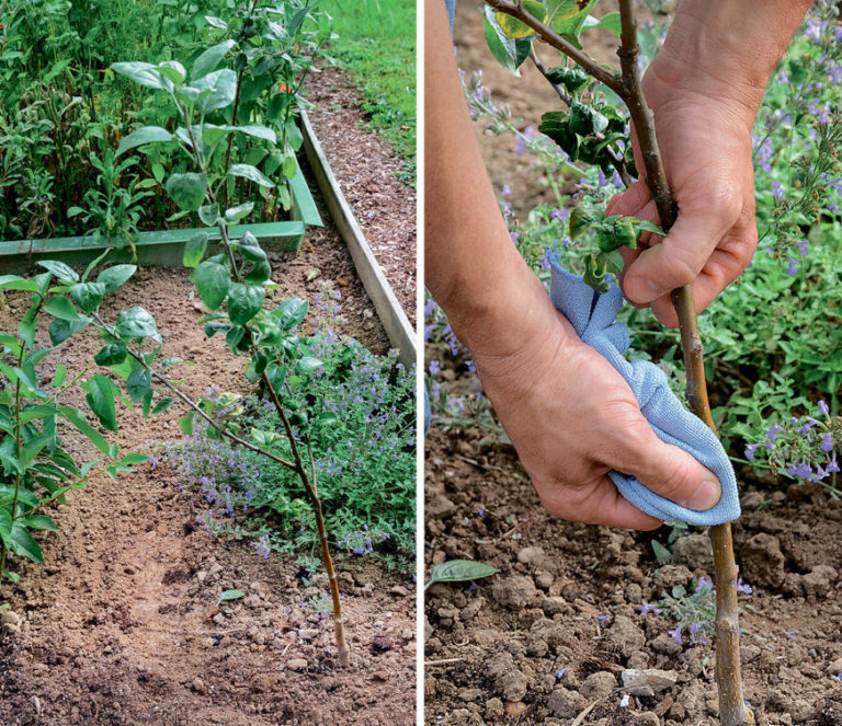 Apple Tree Grafting: How To Do Oculation In Autumn