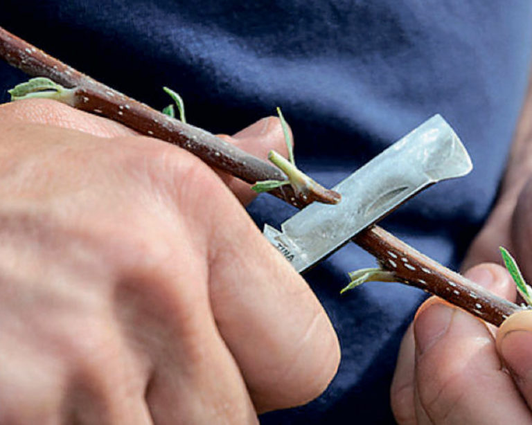 Apple Tree Grafting: How To Do Oculation In Autumn
