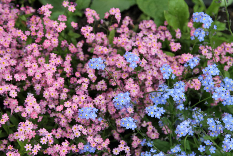 Forget-Me-Nots In The Garden: How To Grow And Care For - Best Landscape ...